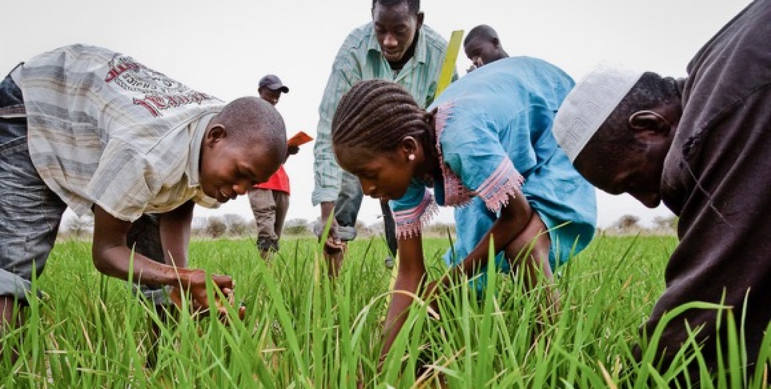 AGROECOLOGY: the bold future of farming in Africa – AFSA